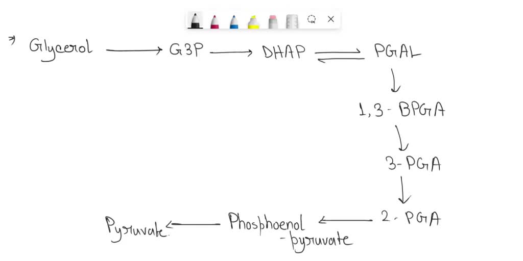 Solved Liver Cells Can Convert Glycerol To Pyruvate Using The Pathway