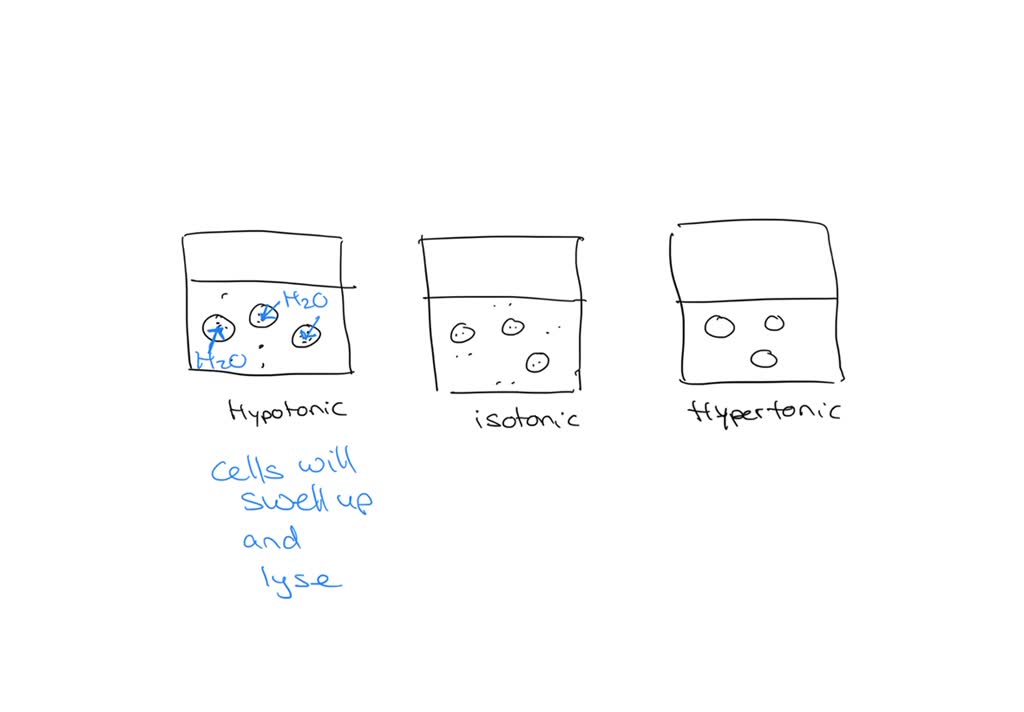 SOLVED: A normal red blood cell is placed into a solution that causes ...
