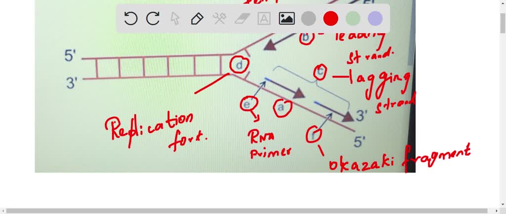 SOLVED: In the figure, What is letter indicating? In the figure, What ...