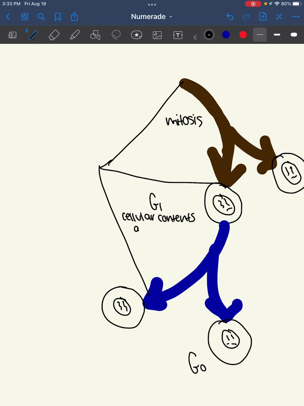 SOLVED: MEIOSIS FLOW CHART - 2N = 10 (NOT MITOSIS) Make a flow chart to ...