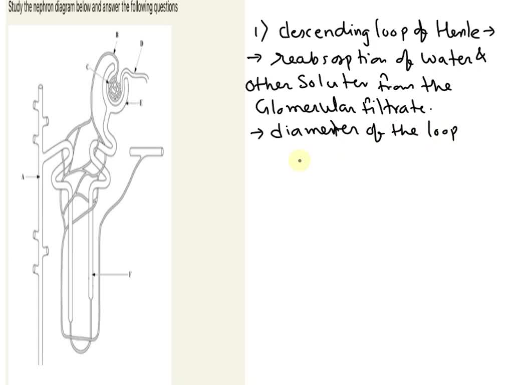 SOLVED: Study the nephron diagram below and answer the following questions i. Explain the ...