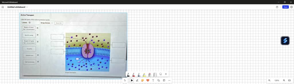 SOLVED: Active Transport Label the parts of the sodium-potassium pump ...