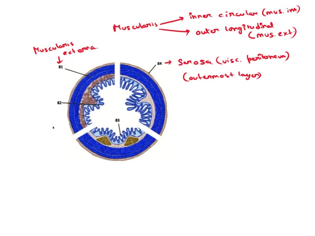 Solved Anatomy Of The Parotid Gland One Of The Following Is Not True A The Parotid Duct