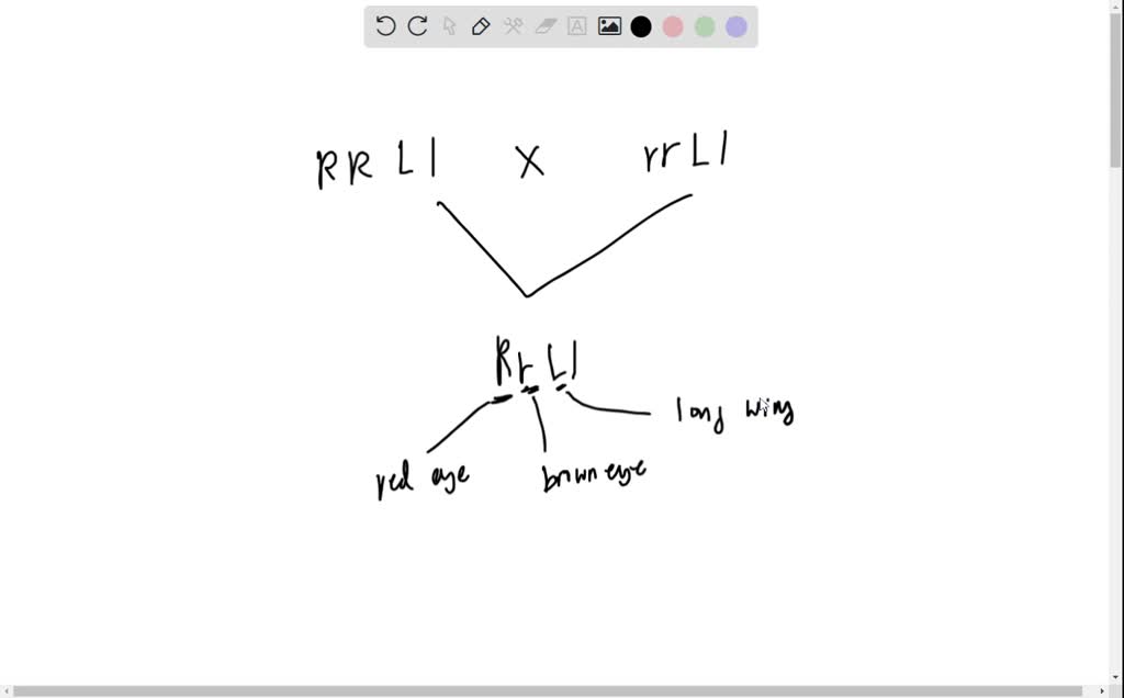 SOLVED: 1. In fruit flies, red eyes are dominant to brown eyes, while ...