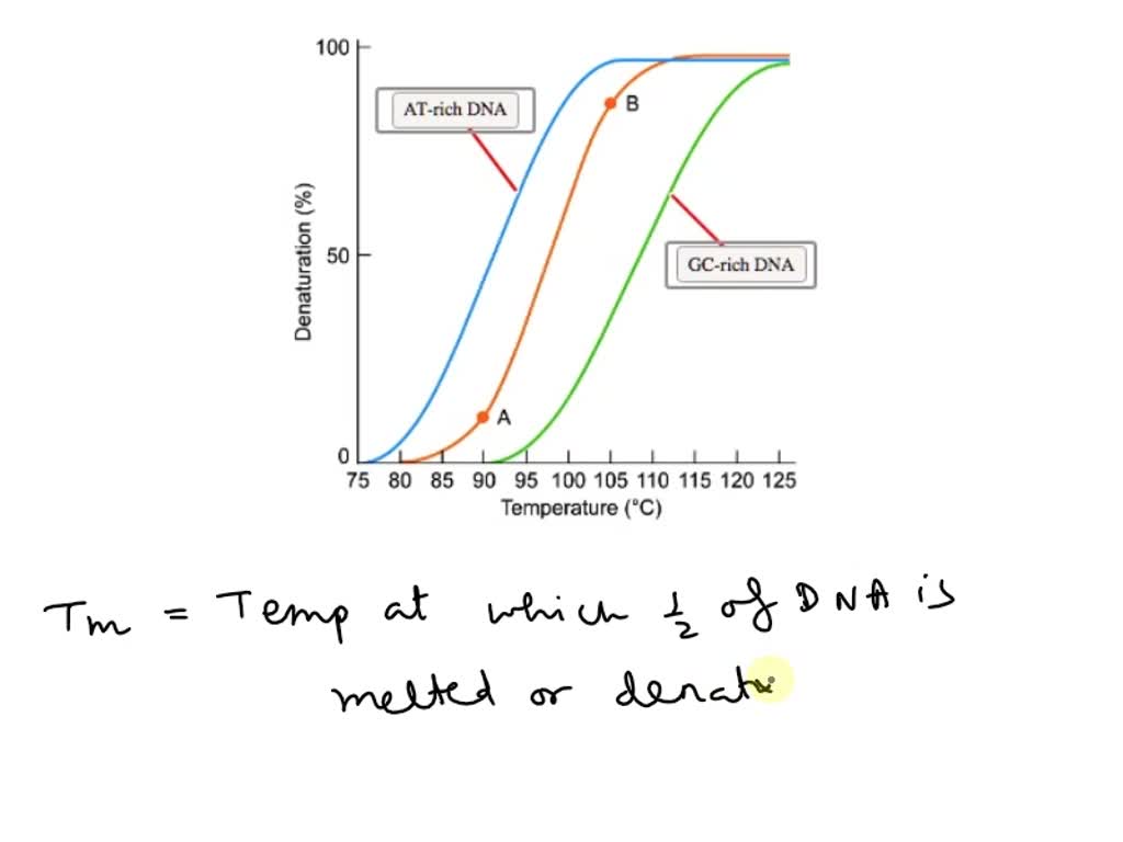 SOLVED: 100 AT-rich DNA € 1 GC-rich DNA 95 100 105 110 115 120 125 ...