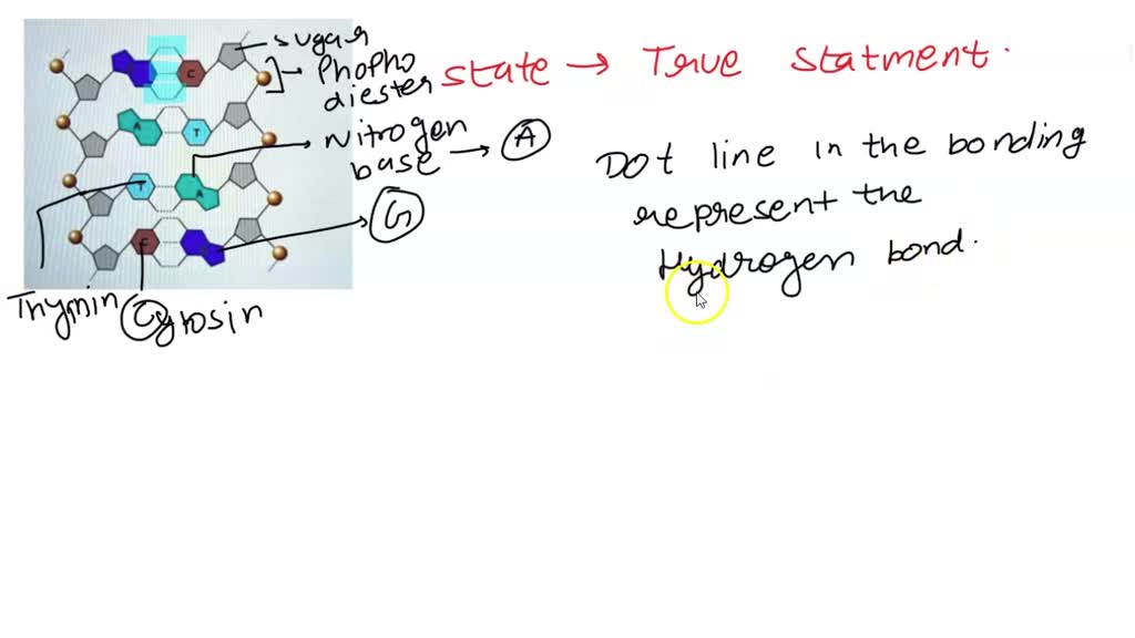 SOLVED: This figure shows section ofa double-stranded DNA molecule What ...