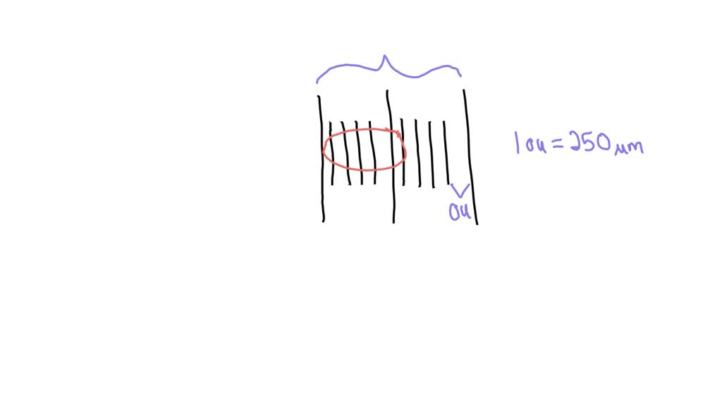 SOLVED: The following organism is seen at 40X (all magnifications in ... SOLVED: The following organism is seen at 40X (all magnifications in ...