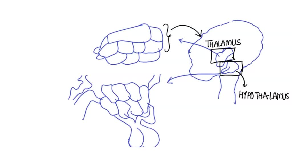 SOLVED: Click and drag each label on the left to its correct position on the right. Ua Force ...