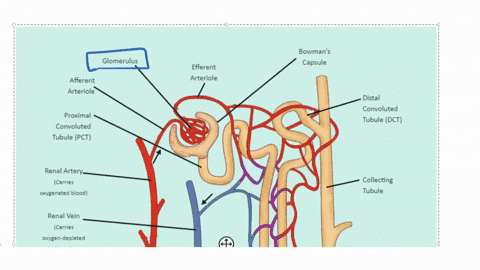 [GET ANSWER] collecting tubule glomerulus peritubular capillaries ...