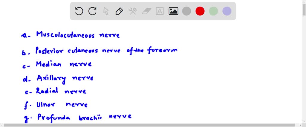 SOLVED: 8 Label the following nerves and plexuses on Figure 14.15 ...