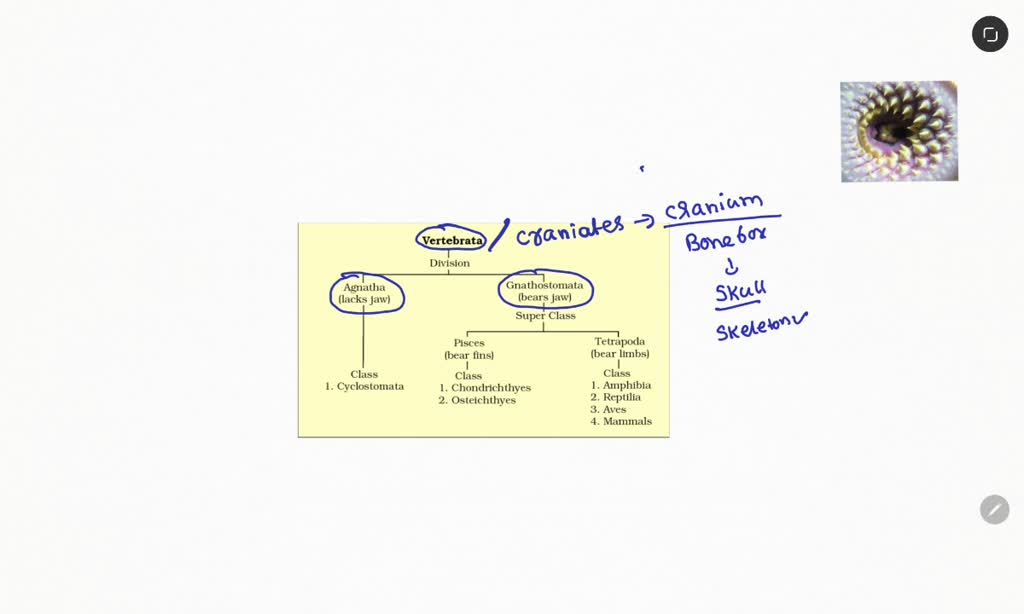 SOLVED: Question 53 The primary defense mechanism of hagfish is/are ...