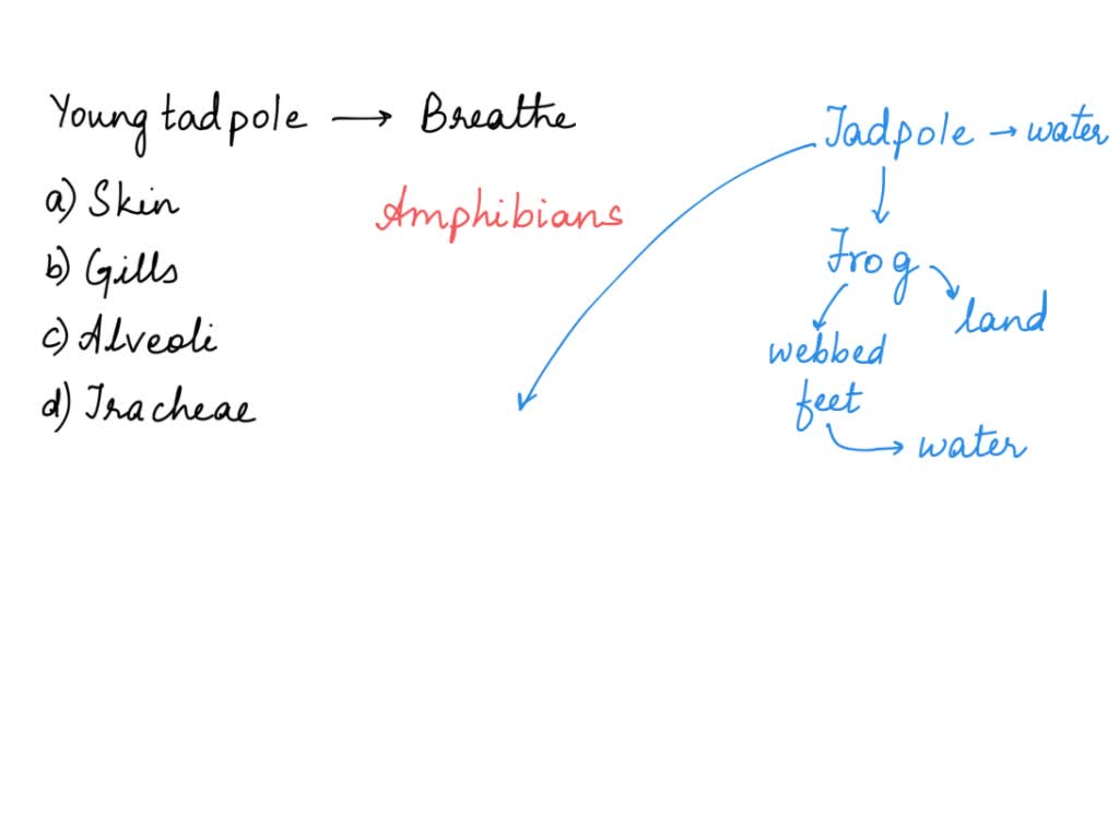 SOLVED: 'I need help there just tadpoles Young tadpoles breathe like ...