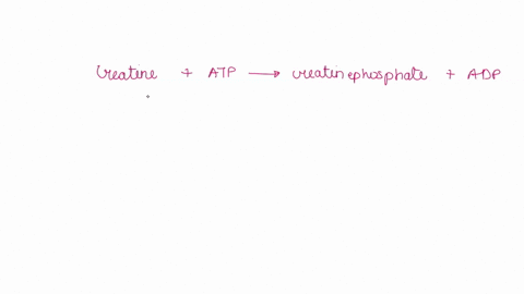 Creatine kinase catalyzes he phosphorylation of creatine cr...