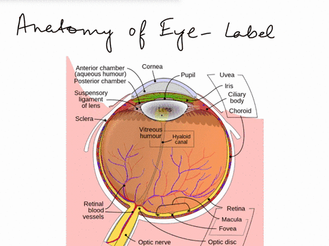 [GET ANSWER] Ex. 23: Best of Homework - Special Senses: Anatomy of the ...