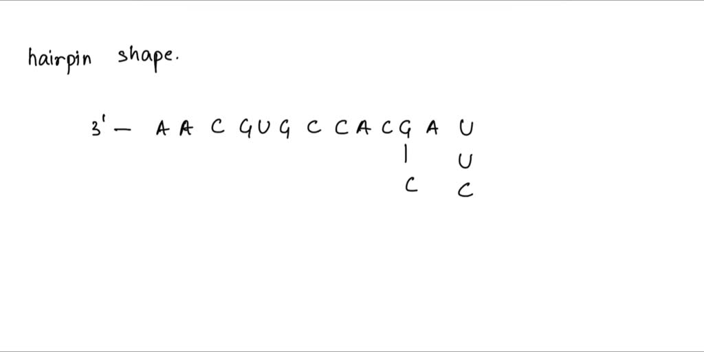 SOLVED: DRAW the hairpin shape of the following RNA molecule: 3 ...