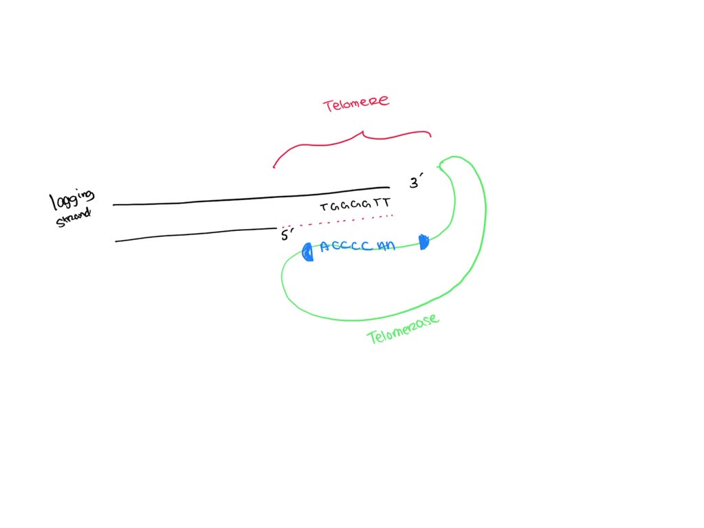 SOLVED: The enzyme telomerase is part protein and part RNA. What would ... SOLVED: The enzyme telomerase is part protein and part RNA. What would ...