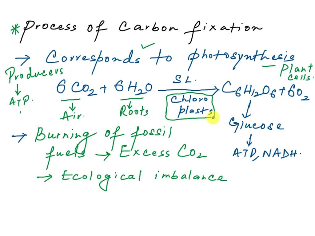 SOLVED: What is carbon fixation? IN which stage of photosynthesis does ...