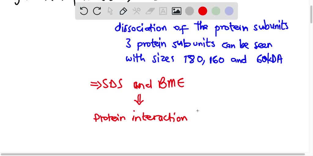 SOLVED: A protein has a molecular mass of 400 kDa when measured by size ...