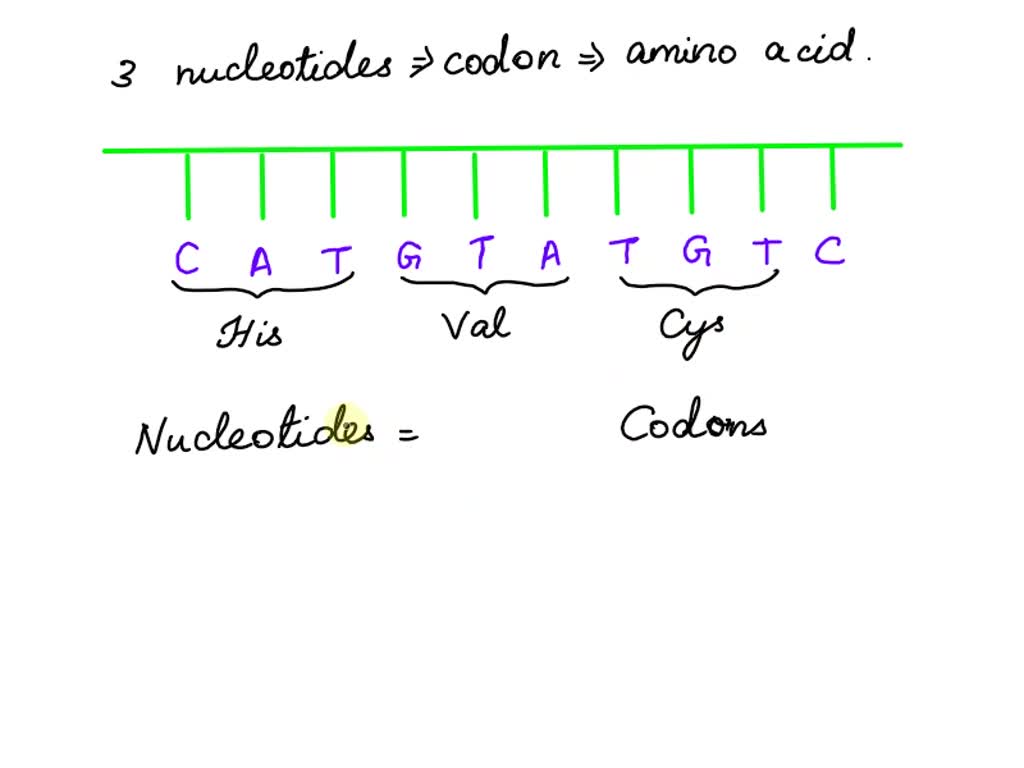 SOLVED: The components that make up the genetic code are common to all ...