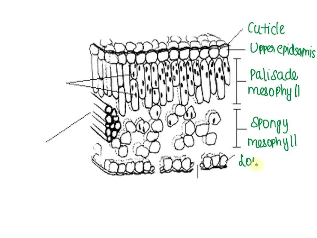 SOLVED: Draw a simple cross section of a leaf. Label the upper ...