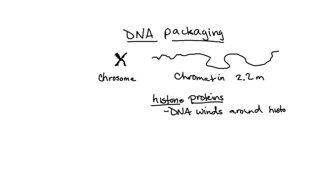 SOLVED: A DNA length of about 2.2m is far greater than the dimensions ...
