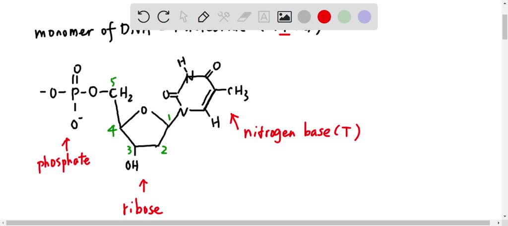 SOLVED: draw a monomer of DNA, label all parts and the carbon numbers ...