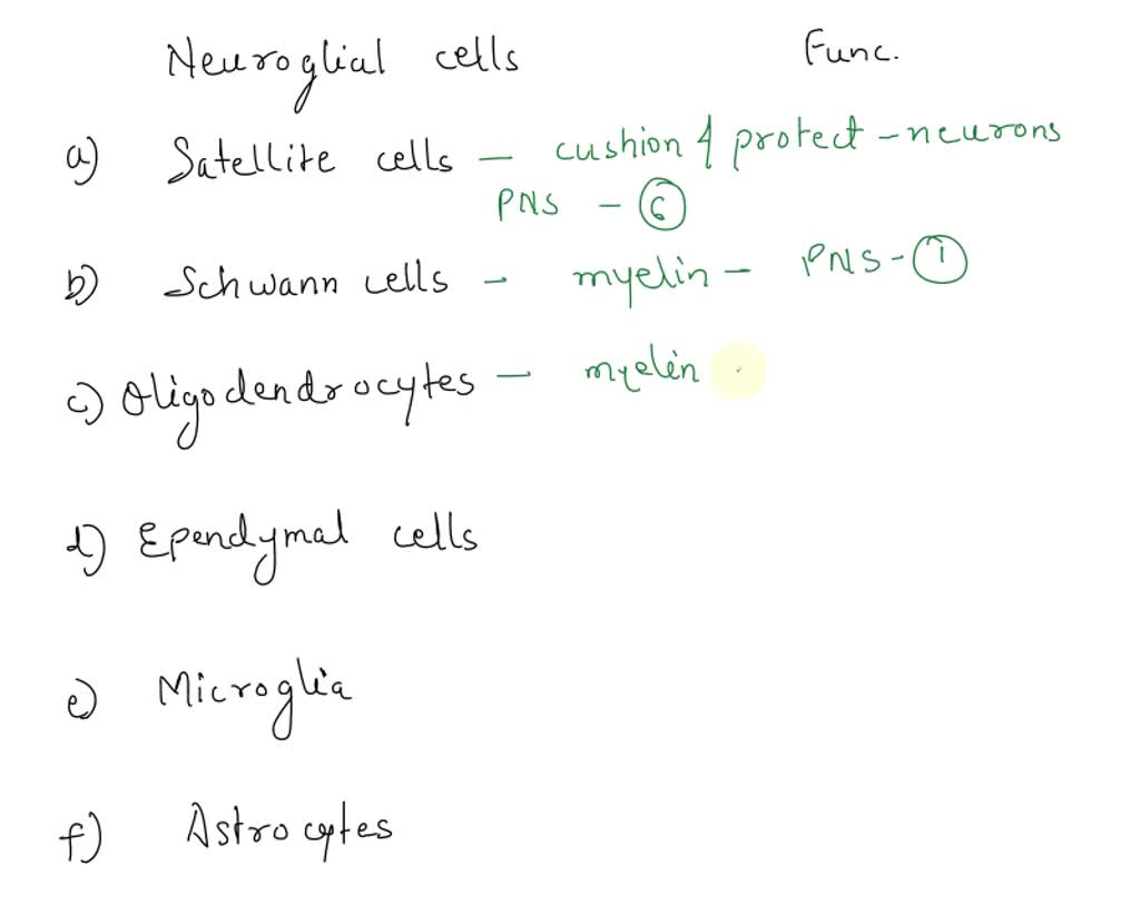 SOLVED: Match the types of neuroglia to their functions. (1) ependymal ...