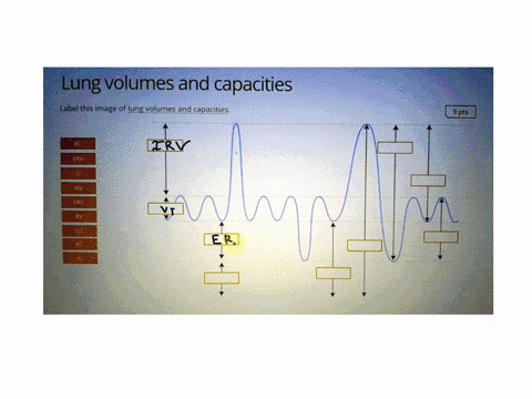 Lung volumes and capacities Label this image of lung volumes...