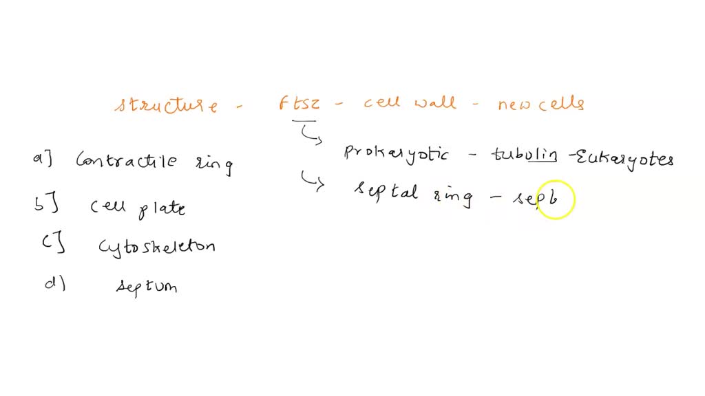 SOLVED: The formation of what structure, that will eventually form the ...