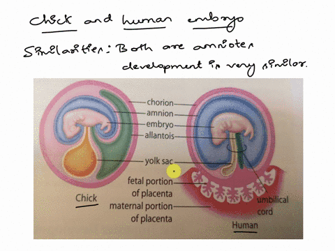 A human embryo and a chick embryo are Both...