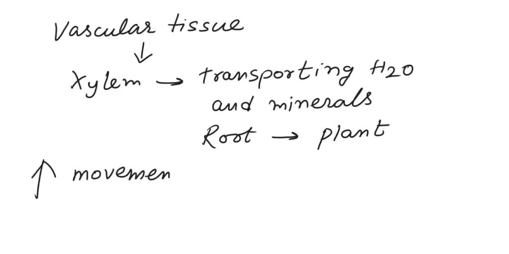 SOLVED: Which of the following distinguishes a function of vascular tissue? transporting water ...