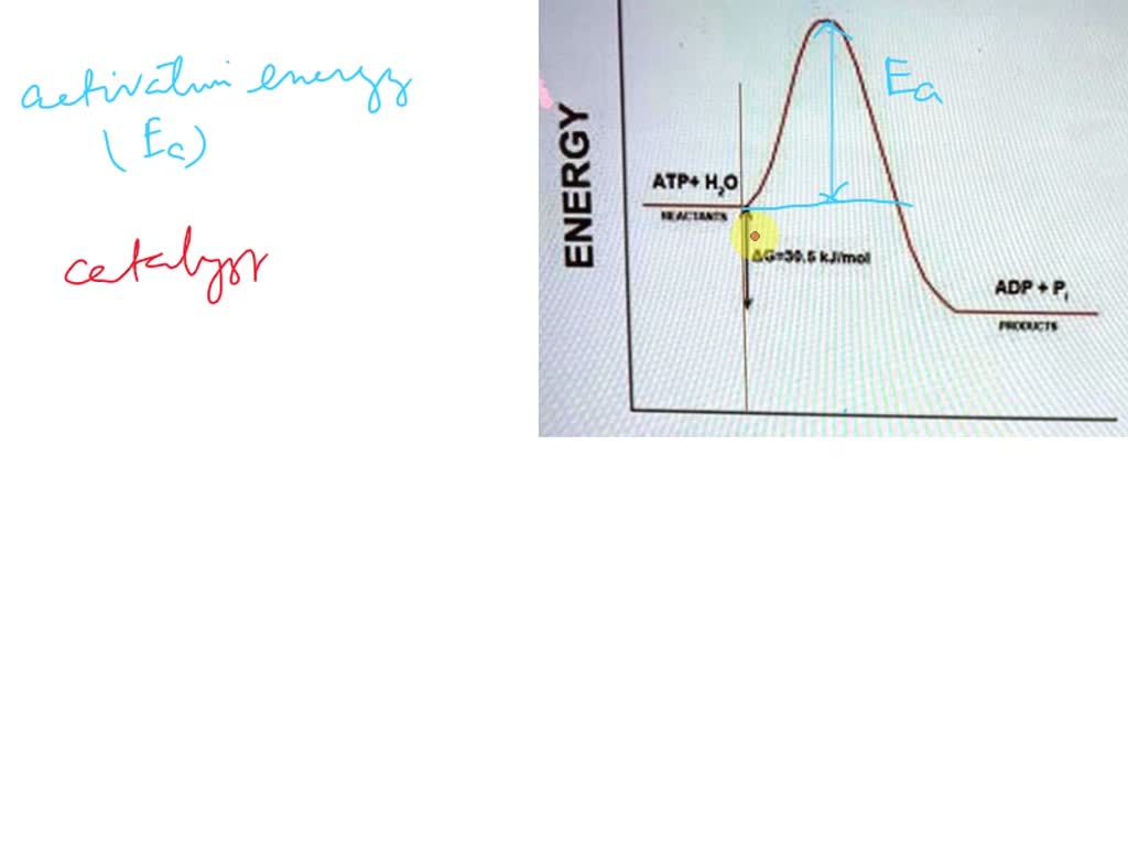 SOLVED: ATP + H2O â†’ ADP + P REACTION COORDINATE: Draw a vertical line ...