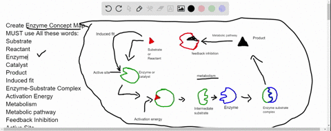 generate and draw a concept map using the following terms 1 substrate 2 reactant 3 enzyme 4 ...
