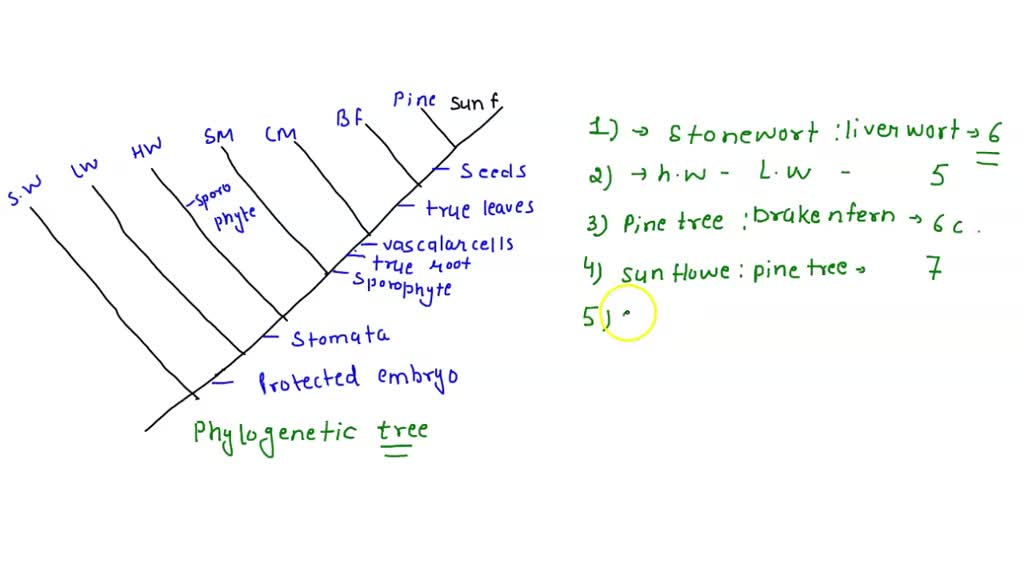 SOLVED: Phylogeny reconstruction Reconstruct the phylogeny of the clade ...