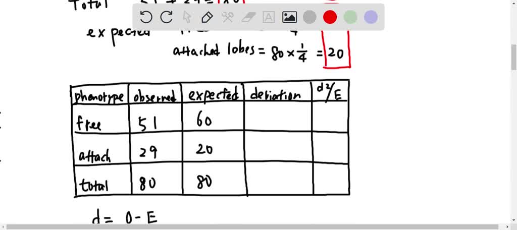 SOLVED: Attached vs. free ear lobes is claimed to be a simple Mendelian ...