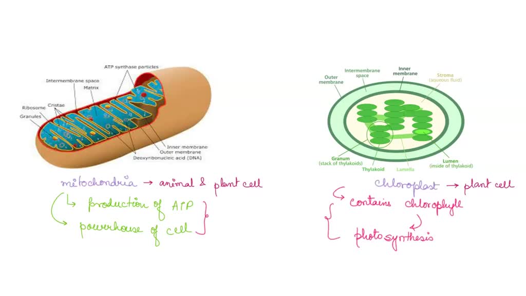 SOLVED: Short Answer Compare the structures and functions of the ...