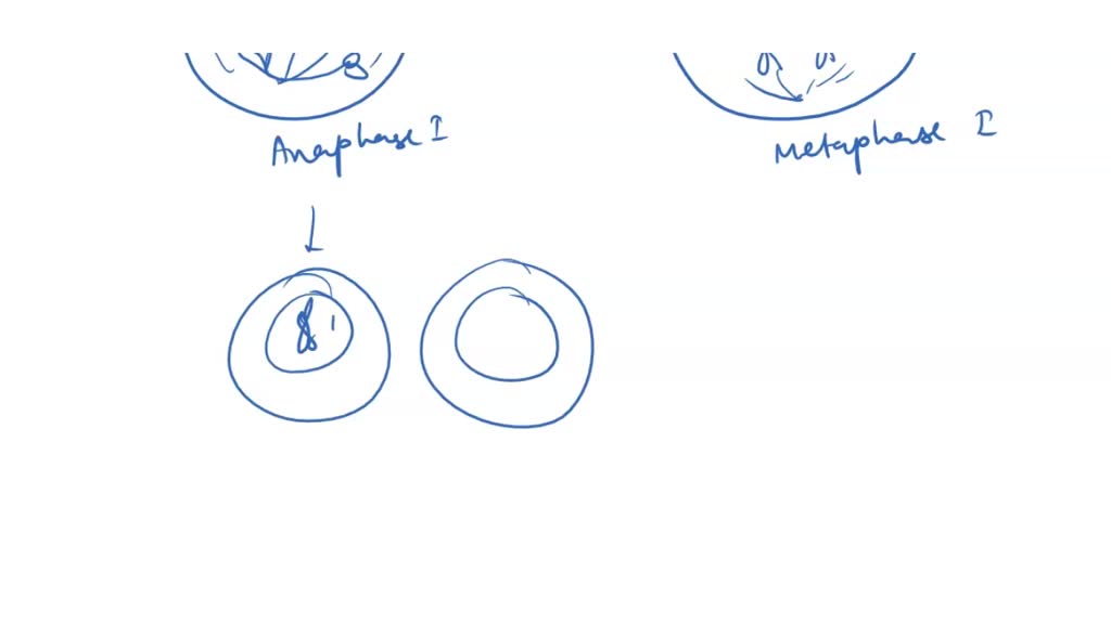 SOLVED: Title: The Phases of Meiosis and Cytokinesis During meiosis, a ...