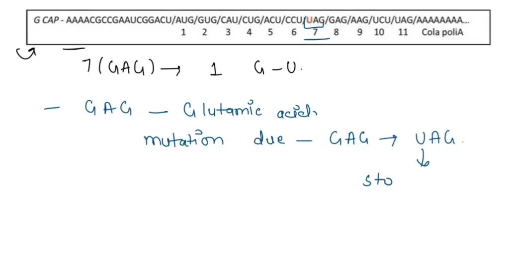 SOLVED: Look at the sequence of the mRNA of the 8th subunit of hemoglobin and answer: What would ...
