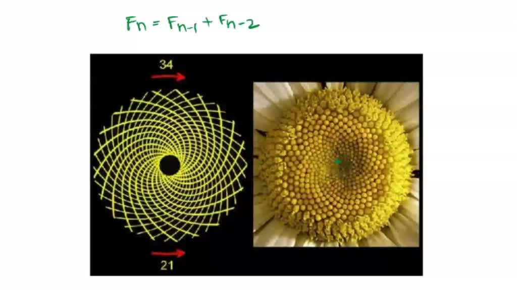 SOLVED: Research how the Fibonacci number is used in art. Choose one ...