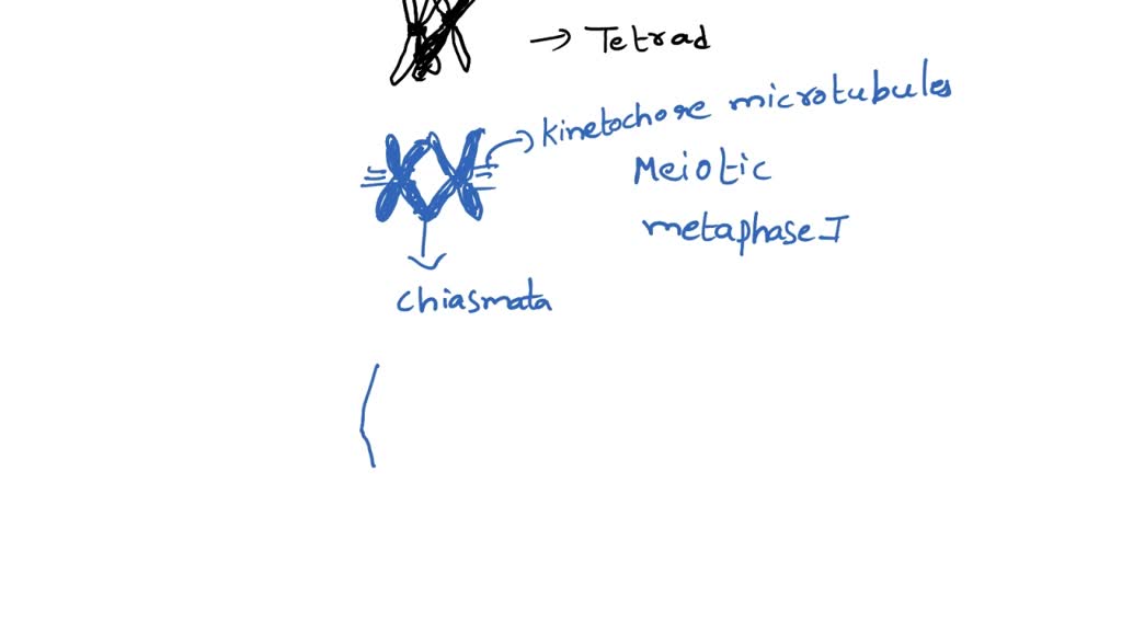 SOLVED: Draw/show what the chromosomes in a fruit fly cell would look ...