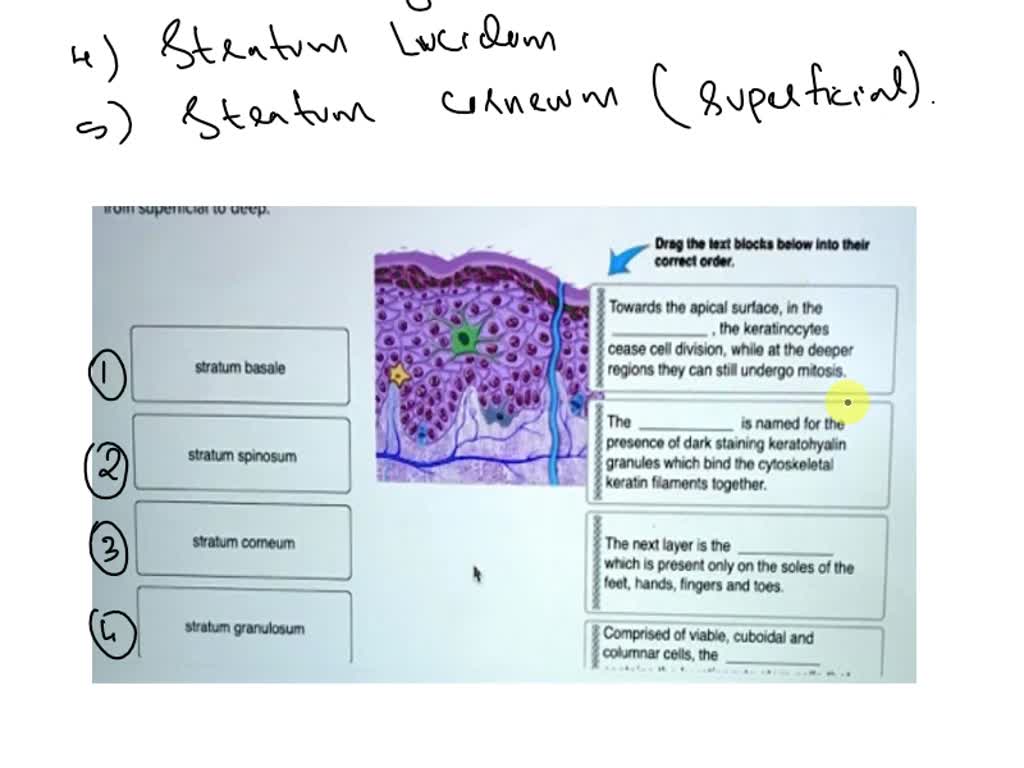 SOLVED: Text: Describing the Layers of the Epidermis Complete each ...