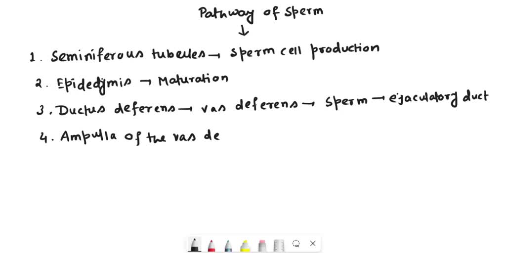 SOLVED: The image below shows male reproductive structures from a ...