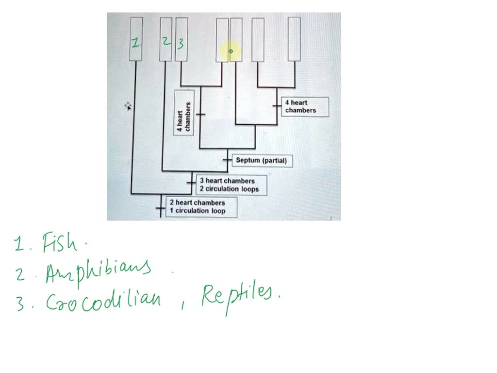 SOLVED: Complete the following phylogenetic tree to illustrate the ...