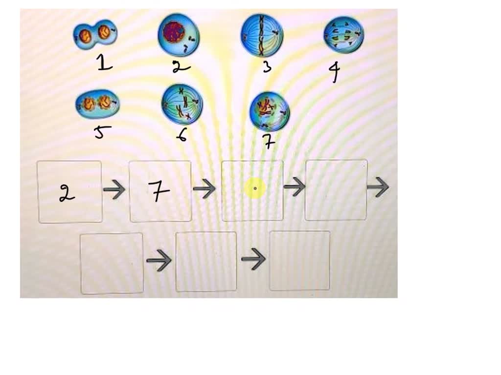 SOLVED: Place the following images of mitosis in the correct order. 7