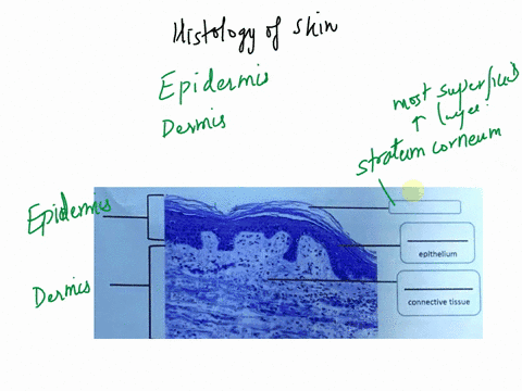 pictorial identification of the structures of the skin and subcutaneous ...