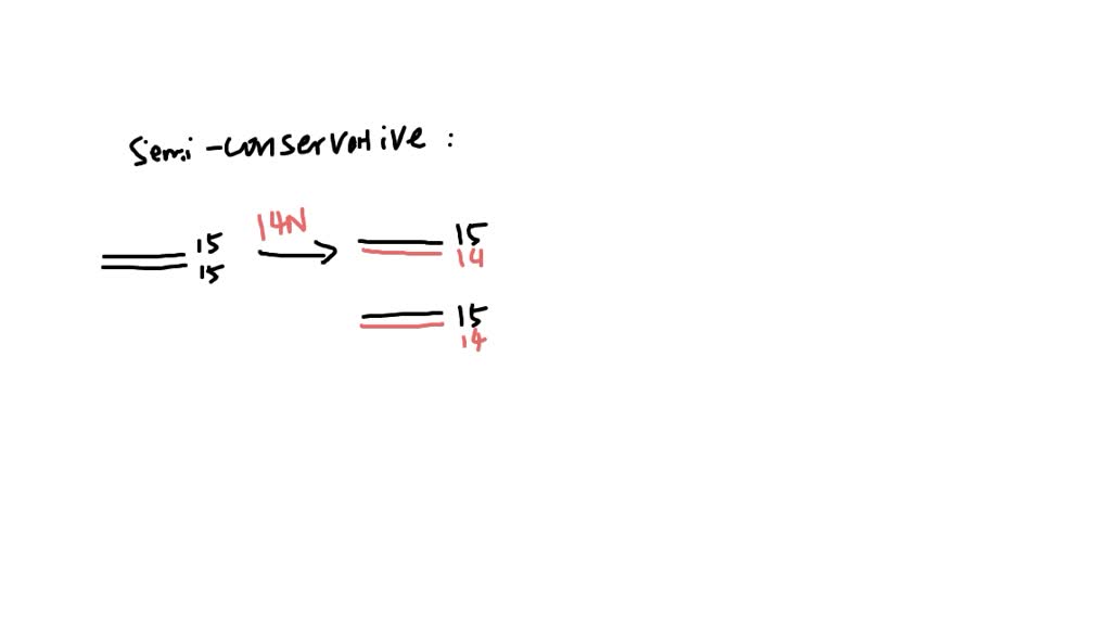 SOLVED: Starting with 15N 15N (heavy) DNA, and after ONE generation in ...