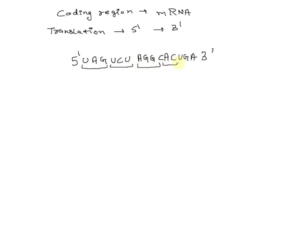 SOLVED: Below segment of RNA from the middle of an mRNA (2 pt ...