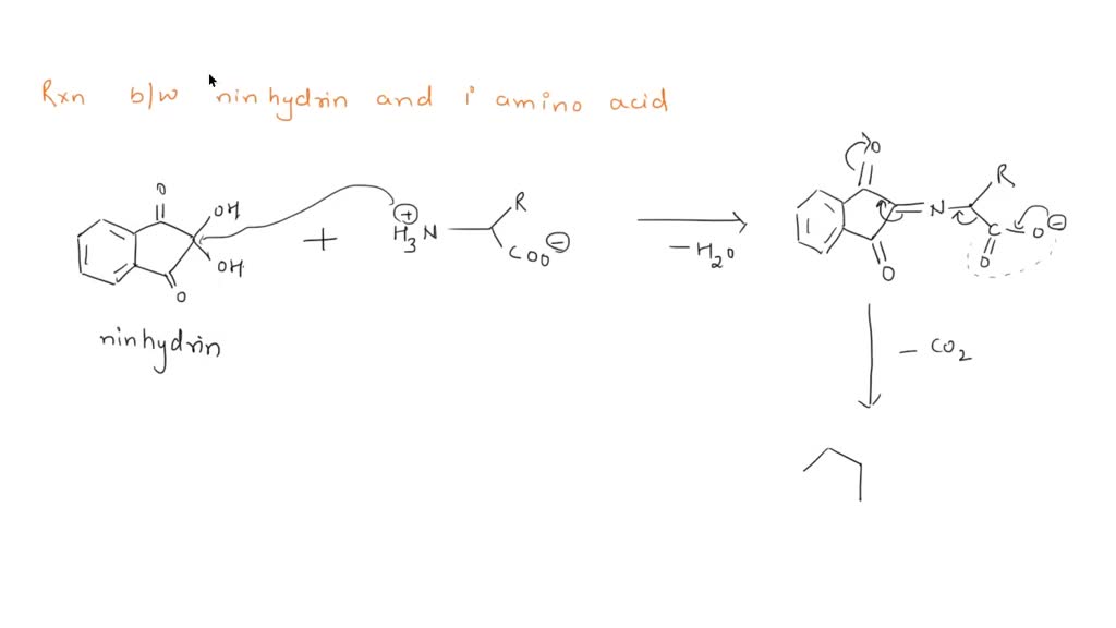 SOLVED: When ninhydrin reacts with a primary amino acid , what is the ...