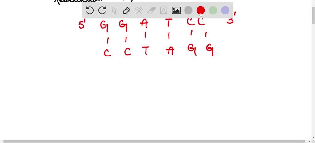 Solved Question 6 The Restriction Enzyme Bamhi Cleaves The Sequence 5