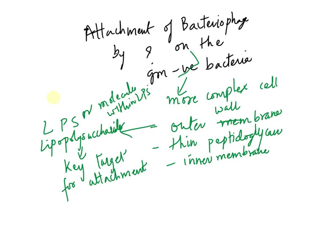 SOLVED: On gram negative bacteria to what chemical groups might bacteriophages attach